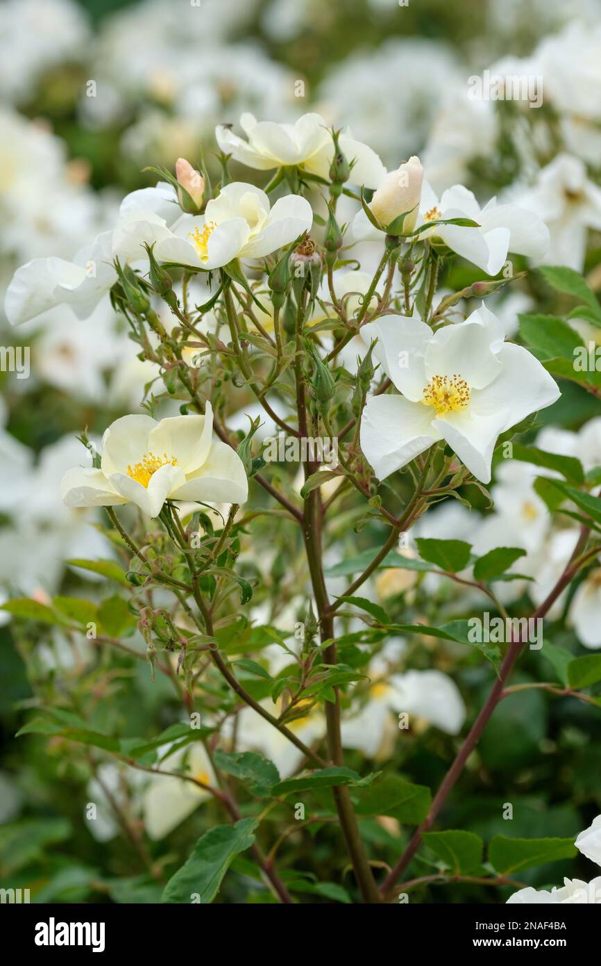 Thornless Rose Bush Plant