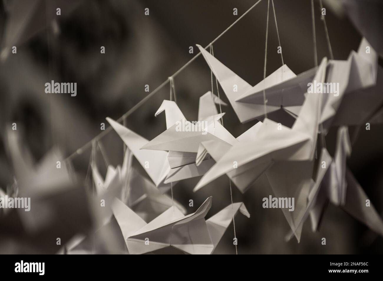 Japanese folded Origami cranes hanging on with strings. Hundreds ...