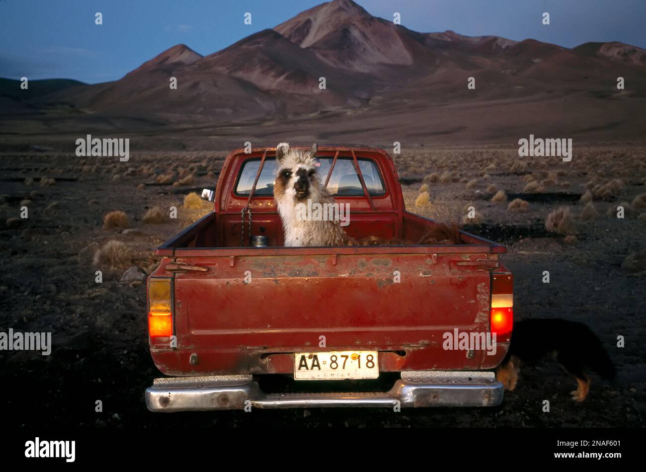 With a high desert backdrop, a llama sits in back of red pickup truck ...