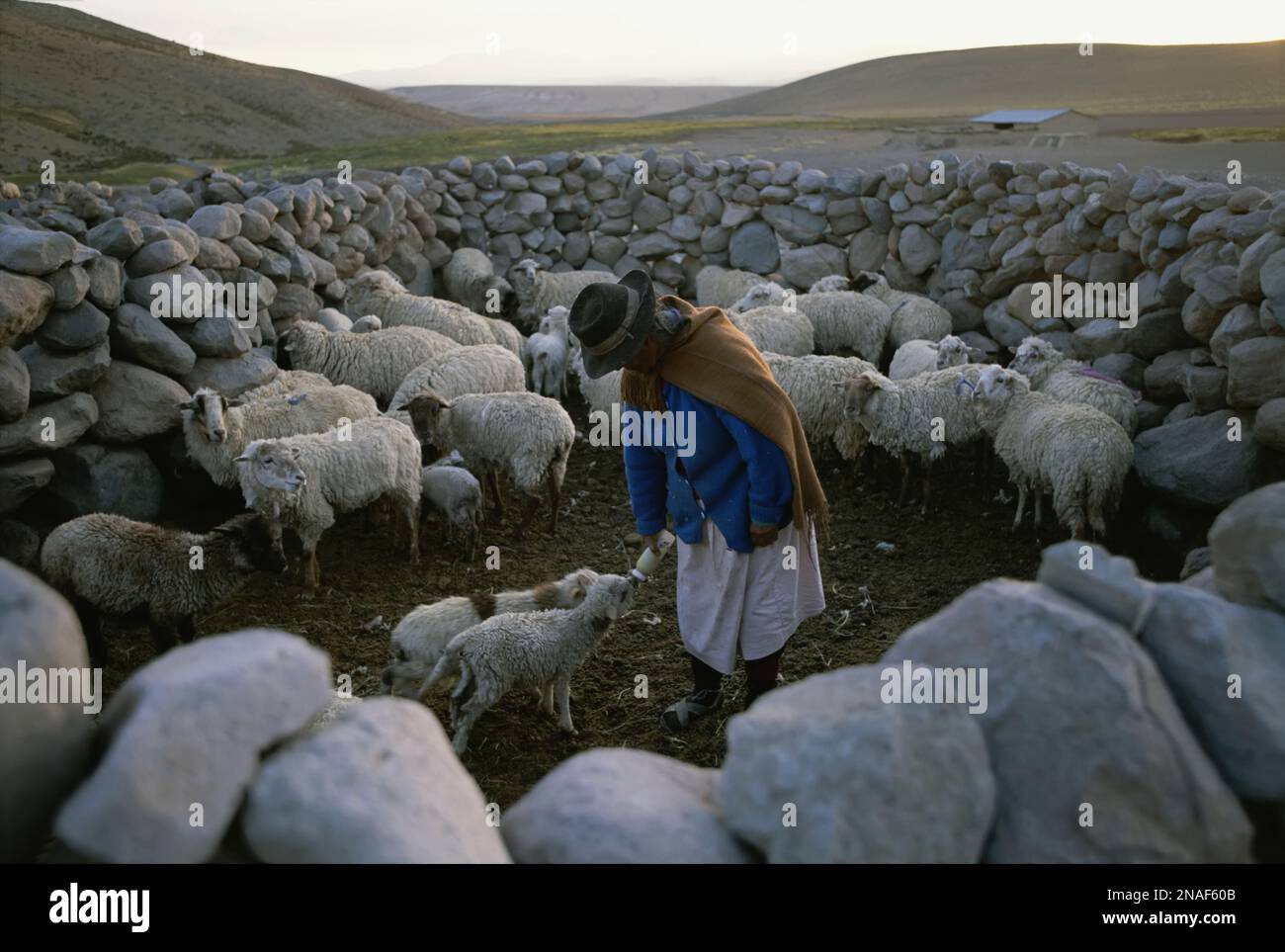 Woman animal chile hi-res stock photography and images - Alamy