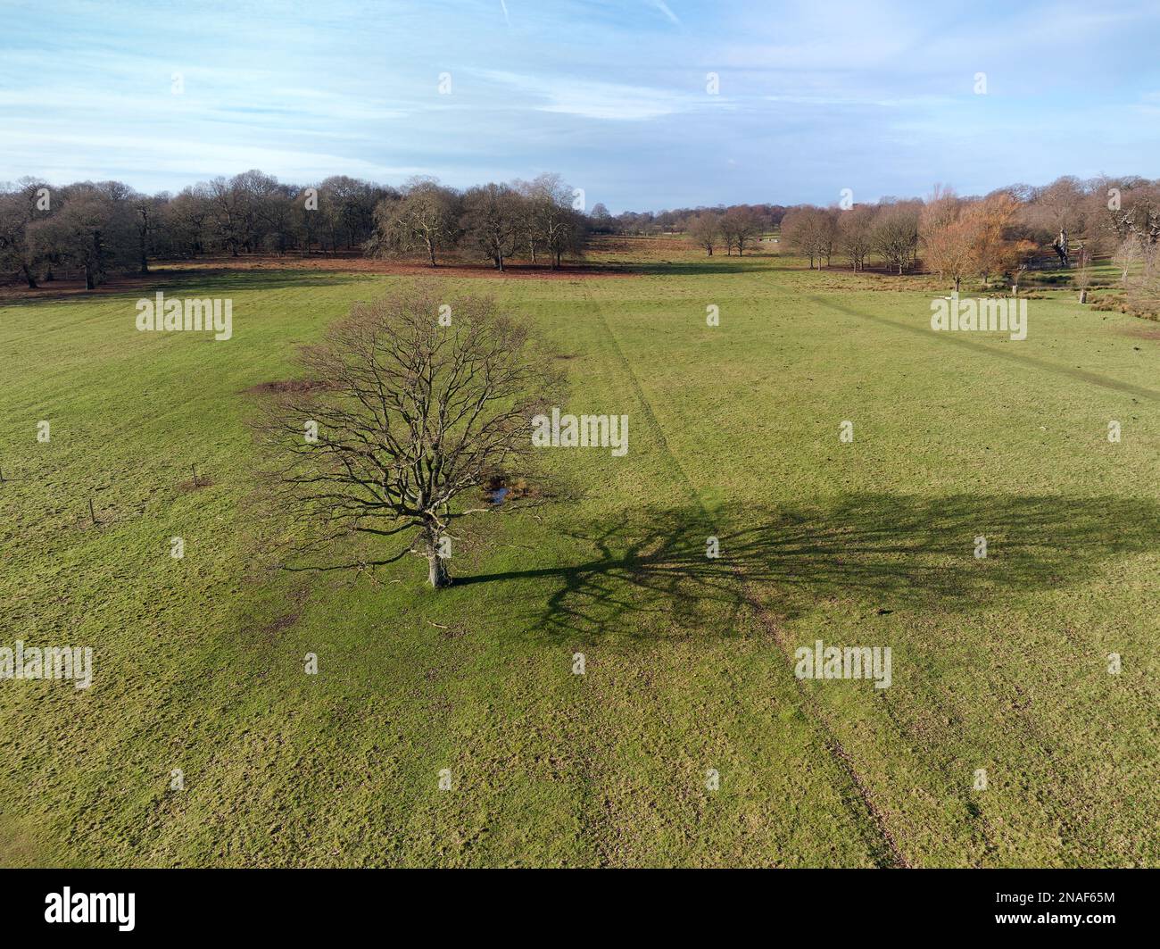 Aerial view of a bare tree and shadow, winter landscape in Richmond ...