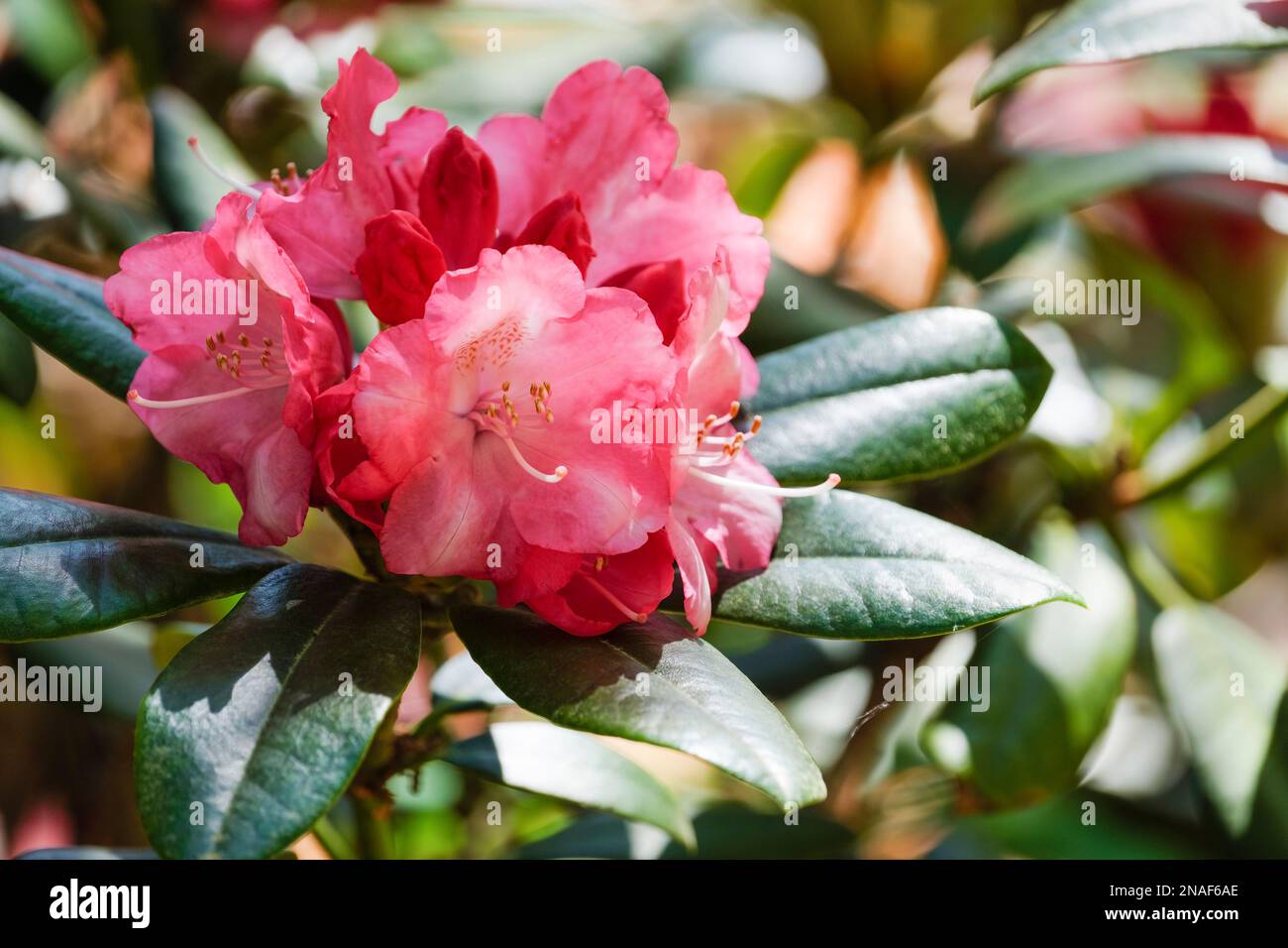 Rhododendron evergreen shrub hi-res stock photography and images - Alamy