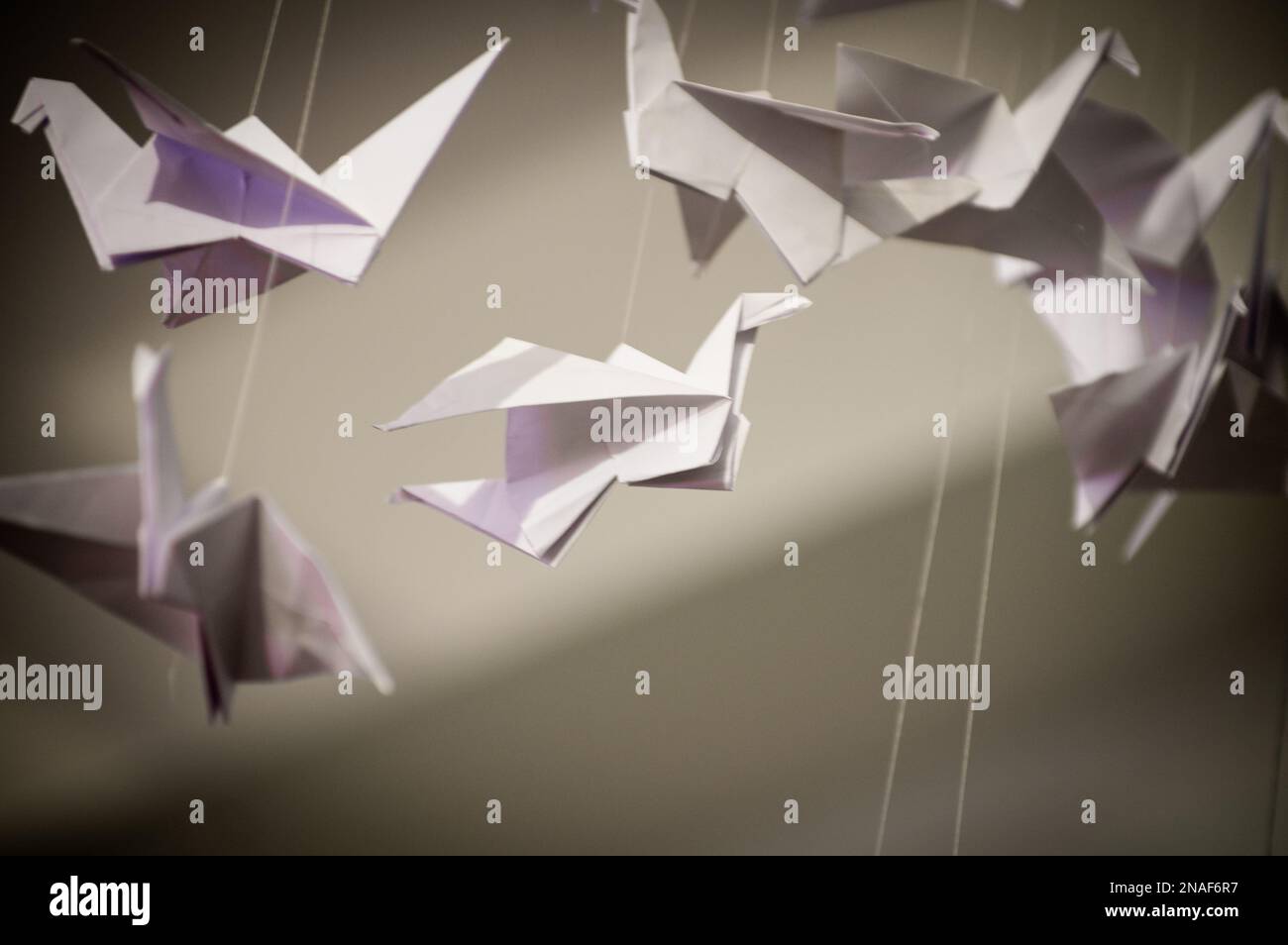 Japanese folded Origami cranes hanging on with strings. Hundreds ...