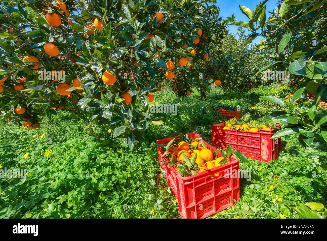 Red plastic fruit boxes full of oranges by orange trees during harvest ...