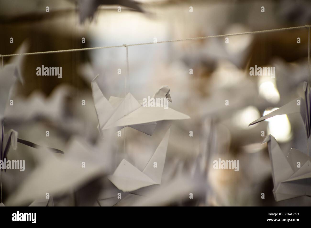 Japanese folded Origami cranes hanging on with strings. Hundreds ...