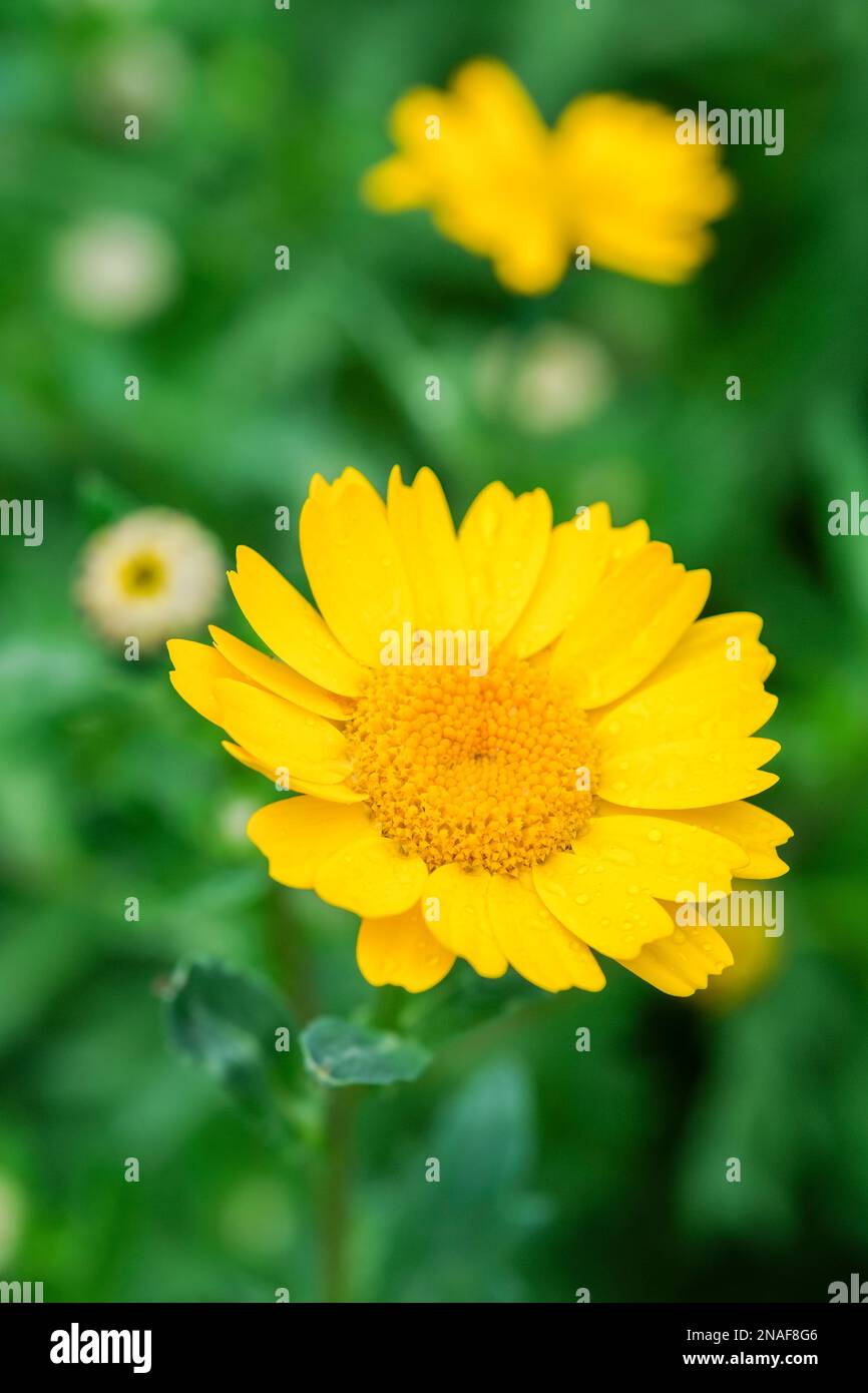 Glebionis segetum, corn marigold, Chrysanthemum segetum, annual, yellow ...