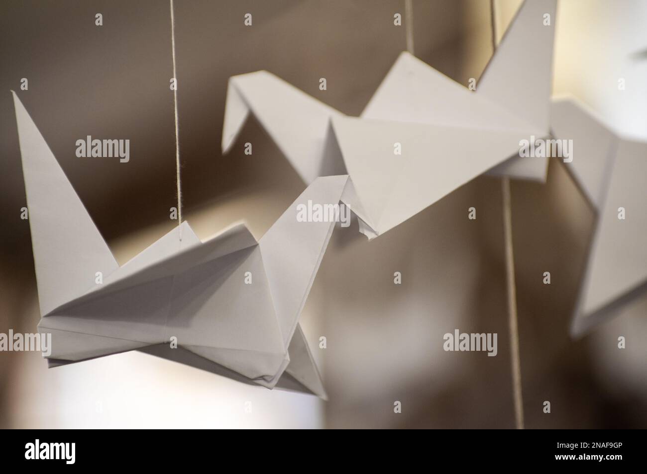 Japanese folded Origami cranes hanging on with strings. Hundreds ...