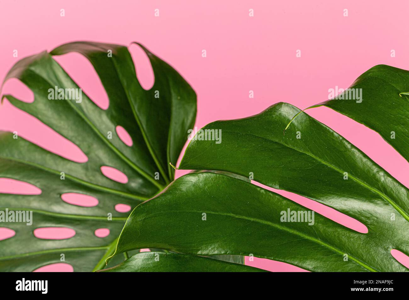 Beautiful monstera leaf on a pink background Stock Photo - Alamy
