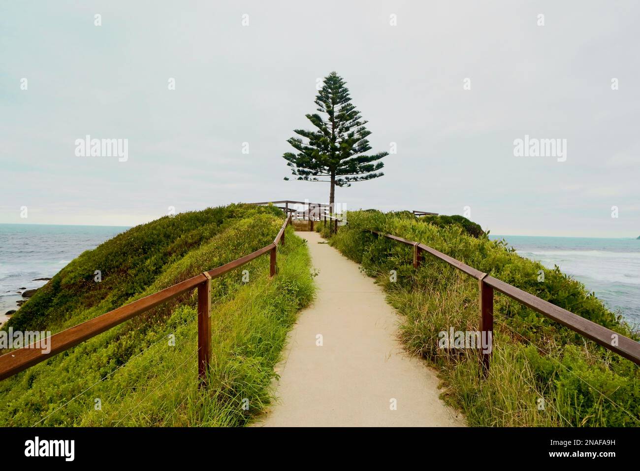 One Tree stands out on the viewing platform at Tuross Head Stock Photo ...