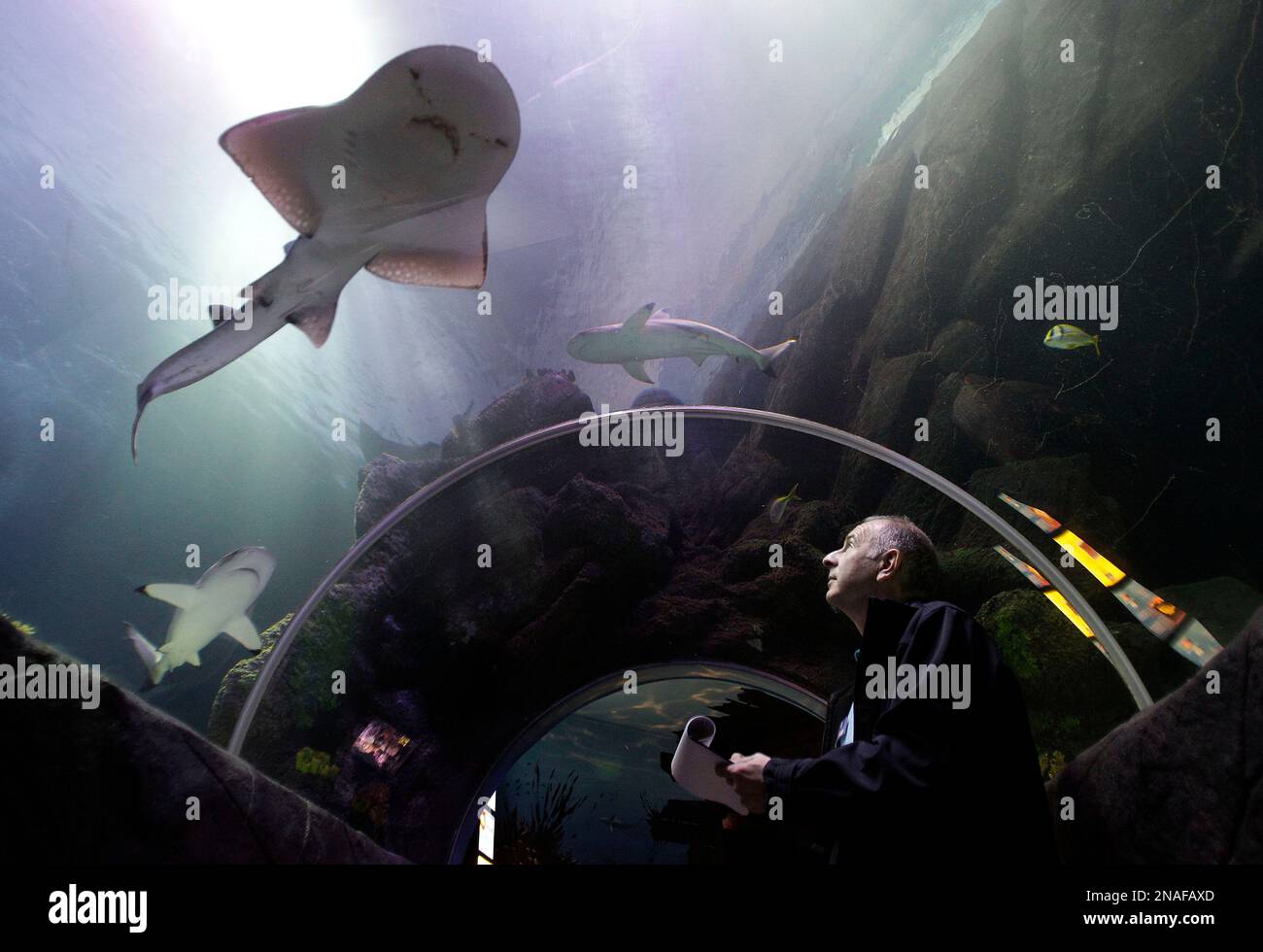 Keeper Robert Donoso counts fish in an aquarium at the Sealife, in ...