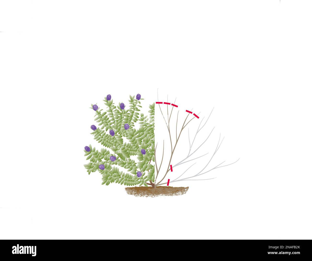 Illustration showing a hebe plant both with foliage and without ...