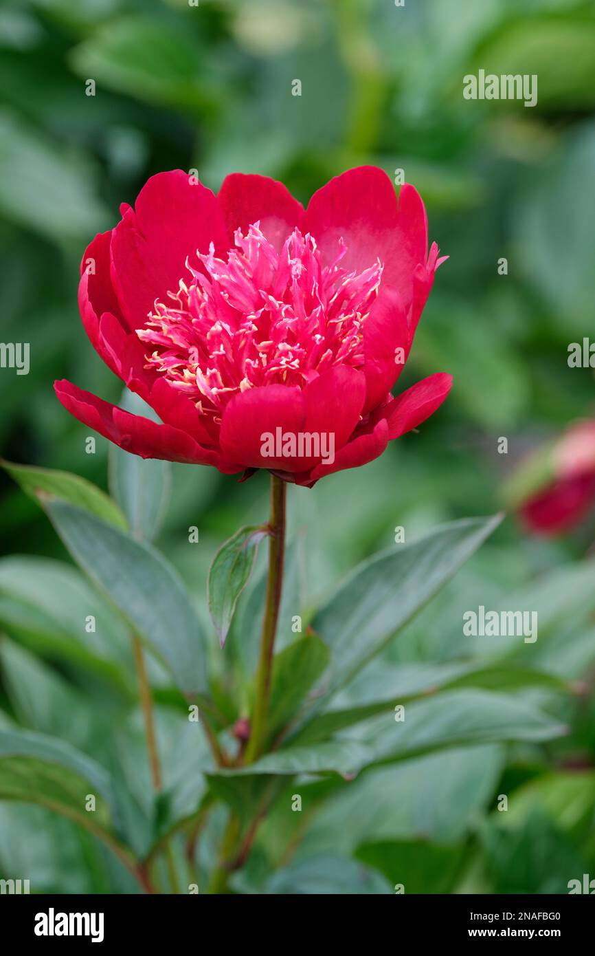 Paeonia lactiflora Hari-ai-nin, peony Hari-ai-nin, perennial, deep red ...