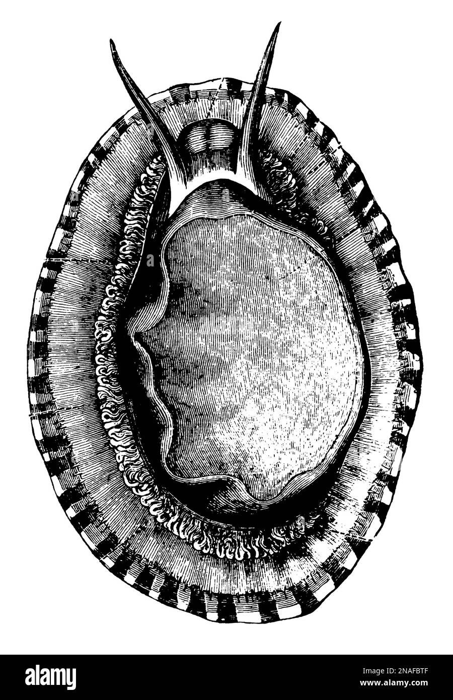 The underside of a common limpet Stock Photo - Alamy