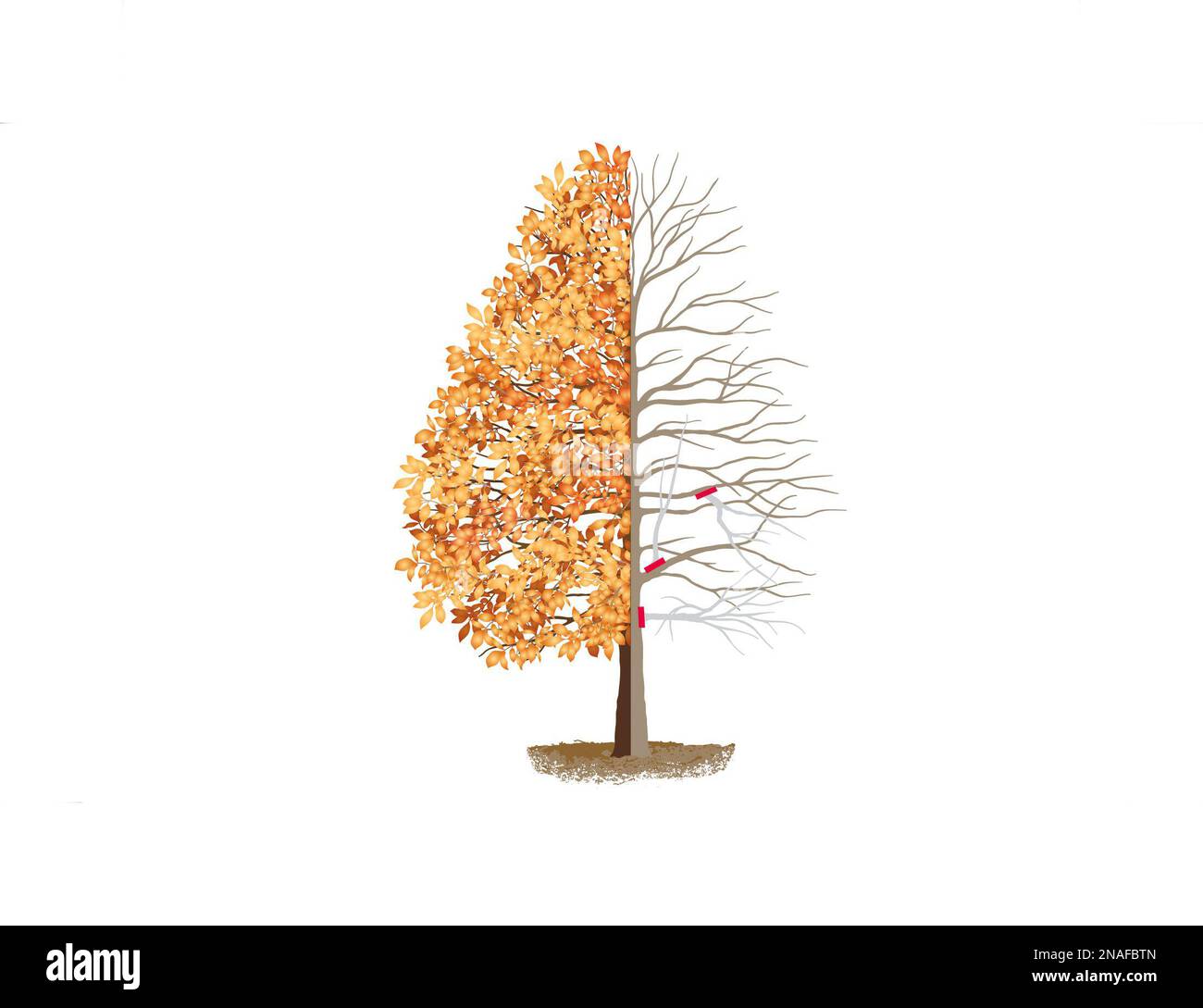Illustration showing a Nyssa syvalitica tree both with foliage and ...