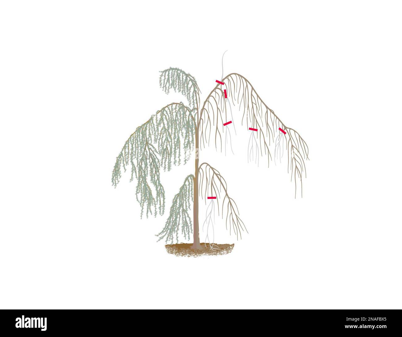 Illustration showing a Cedrus atlantica glauca pendula plant both with ...
