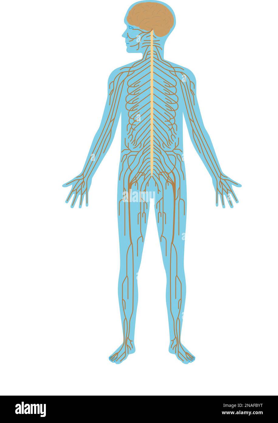Nervous system illustration Stock Photo - Alamy