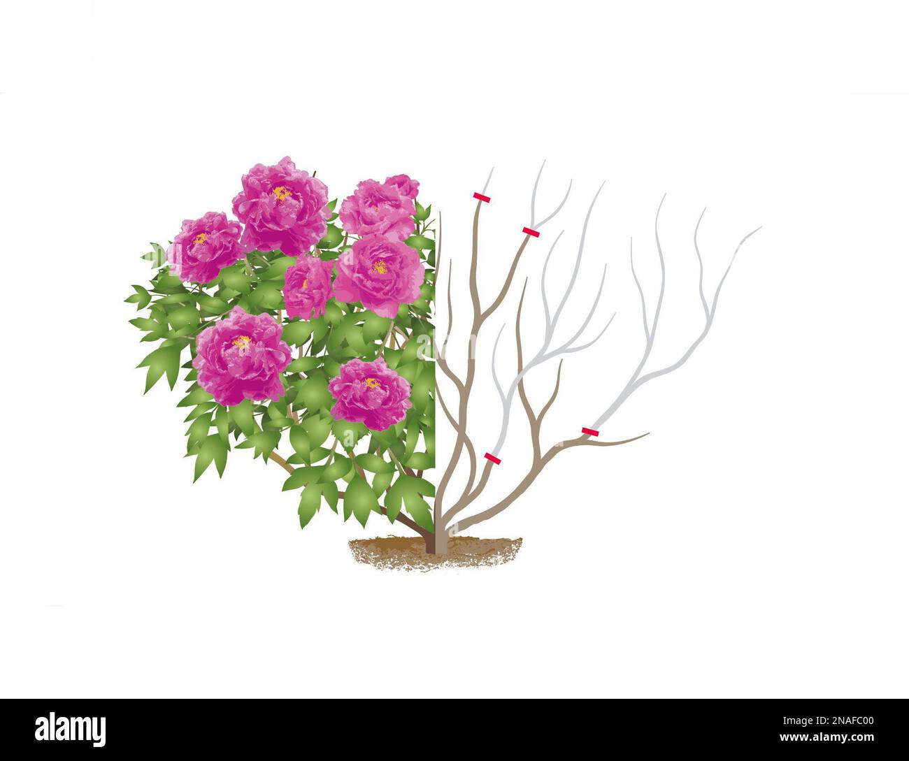 Illustration of Paeonia suffruticosa (Tree peony) before and in flower ...