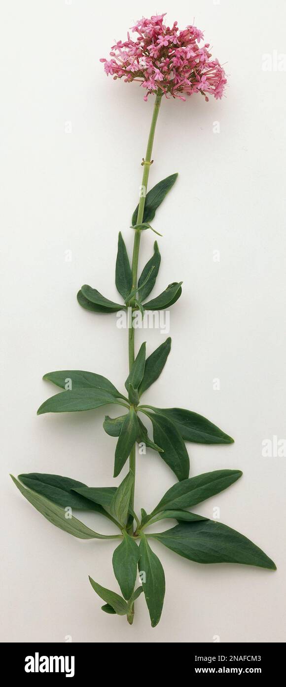 Red Valerian Flower Stock Photo - Alamy