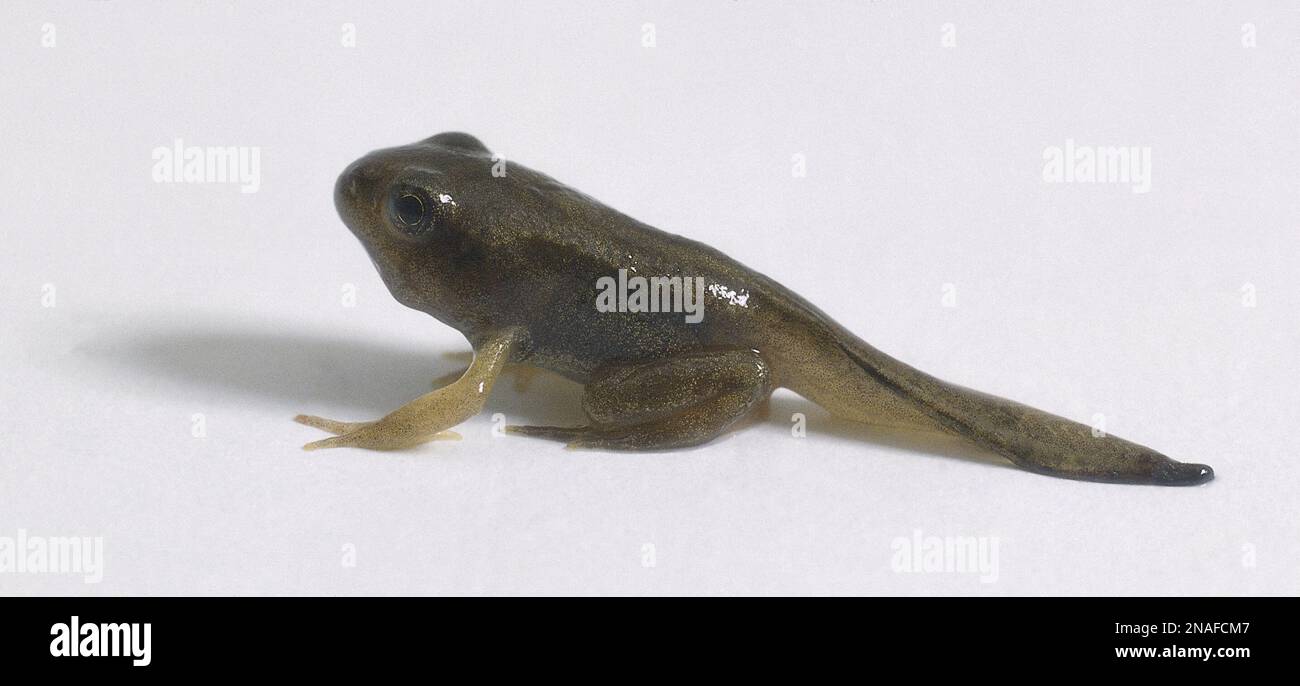 Young frog, aged twelve weeks, tail for swimming, sitting, toes splayed ...