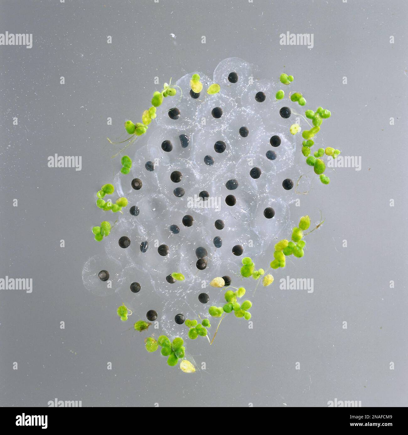 Surrounded by frogspawn hi-res stock photography and images - Alamy