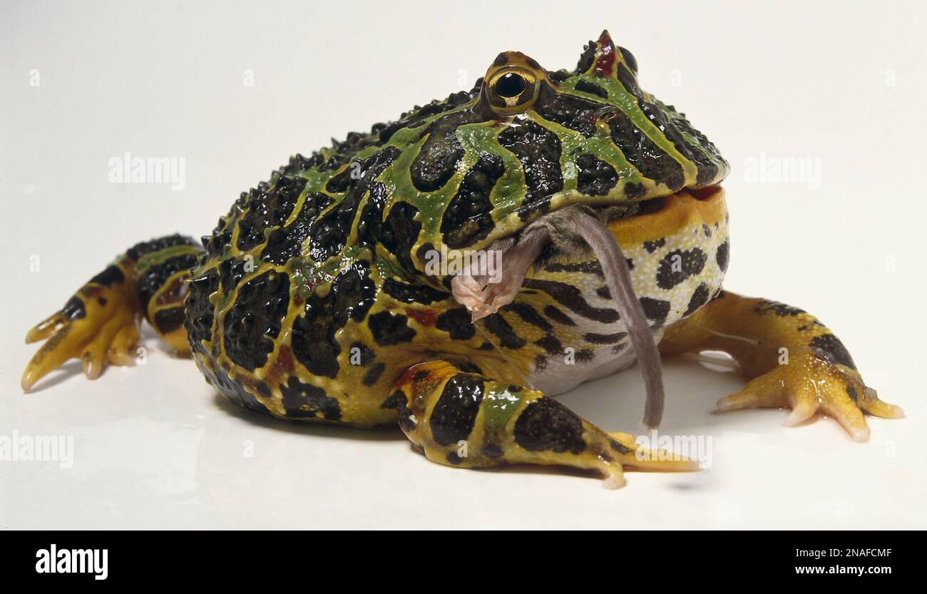 Front view of South American Ornate Horned Toad Stock Photo - Alamy