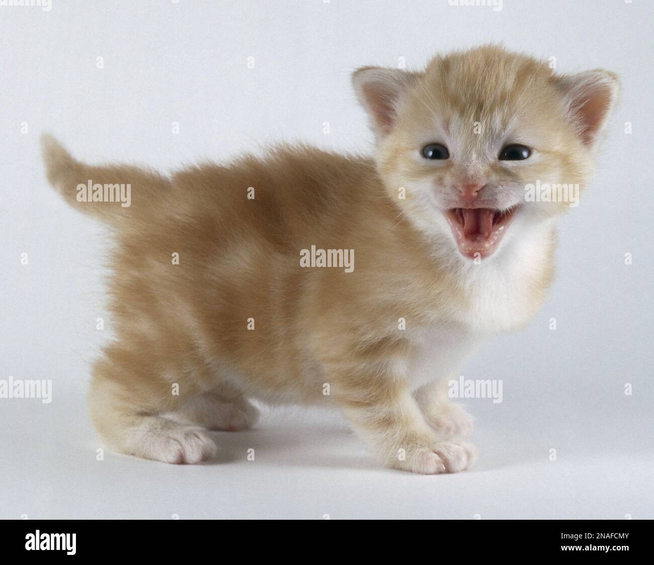 Four week old ginger kitten, meowing Stock Photo - Alamy