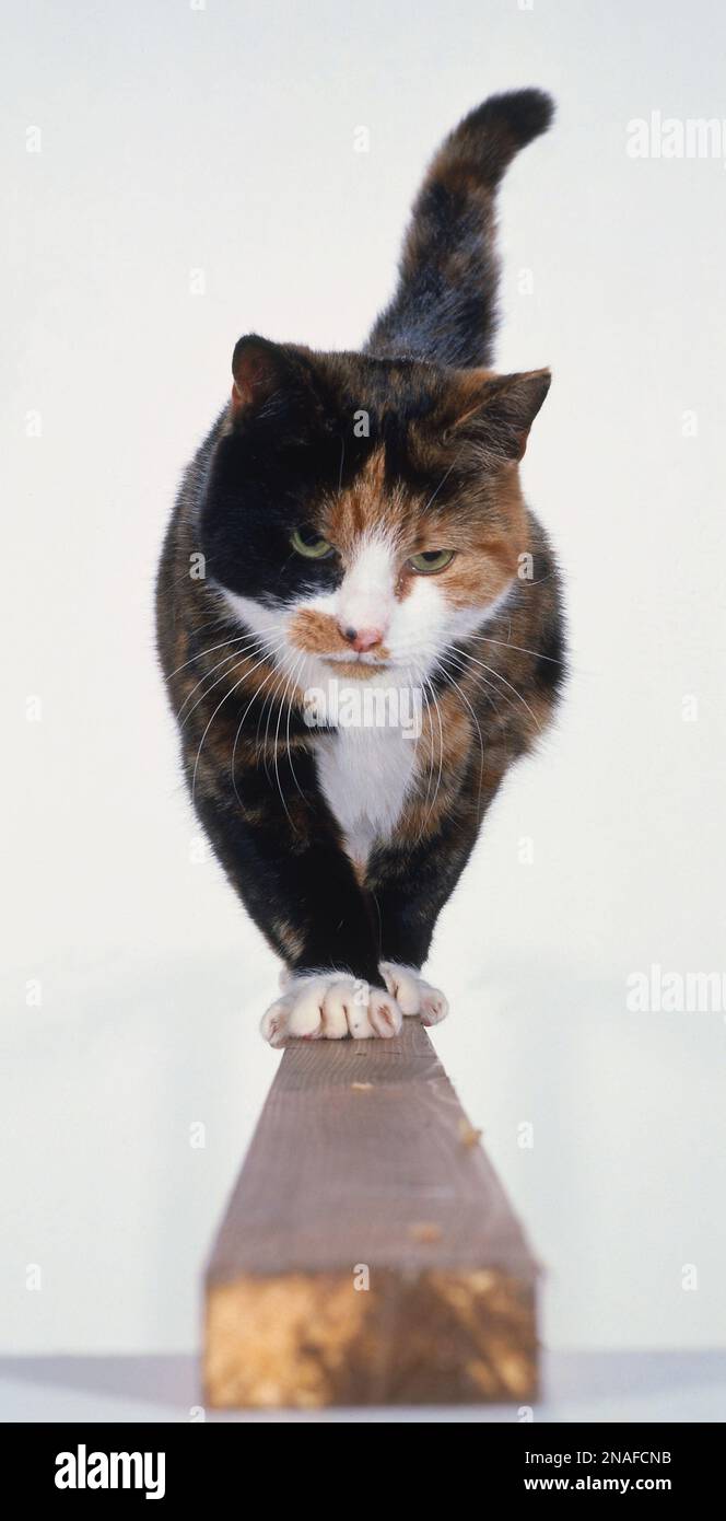 Front view of British Tortoiseshell Shorthair Cat balancing on a wooden ...