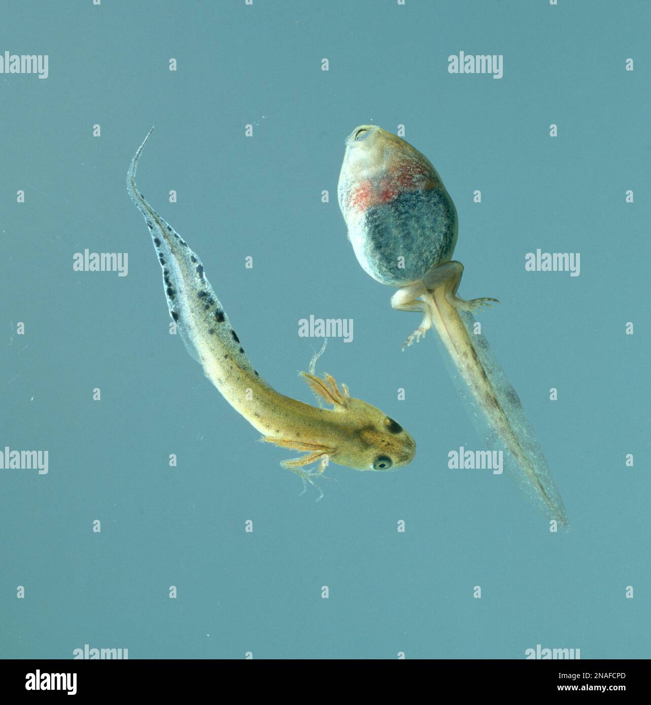 TOP VIEW OD TADPOLE CHANGING INTO FROG, METAMORPHOSIS, BACK LEGS FULLY ...