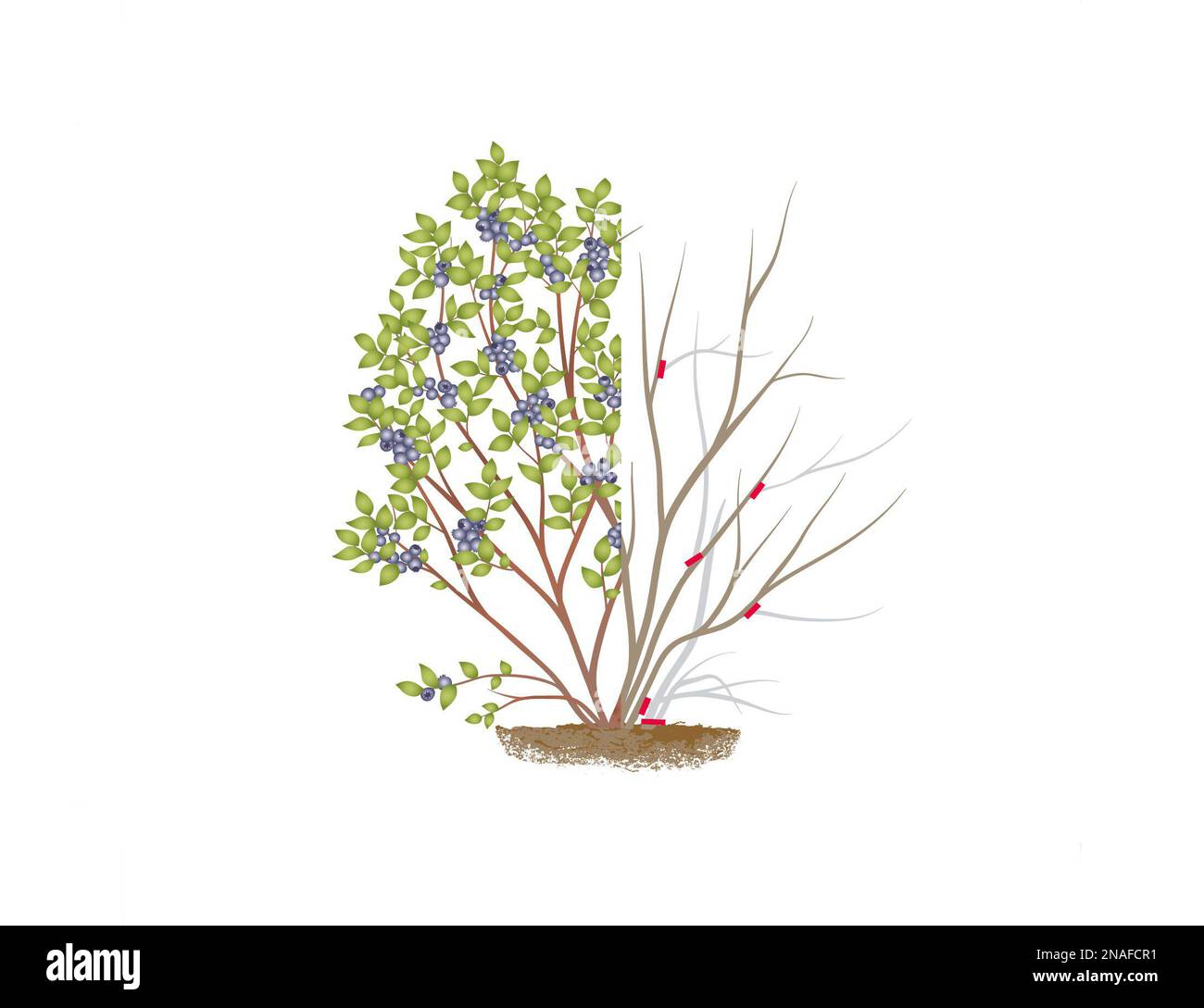 Illustration showing an blueberry bush both with foliage and without ...