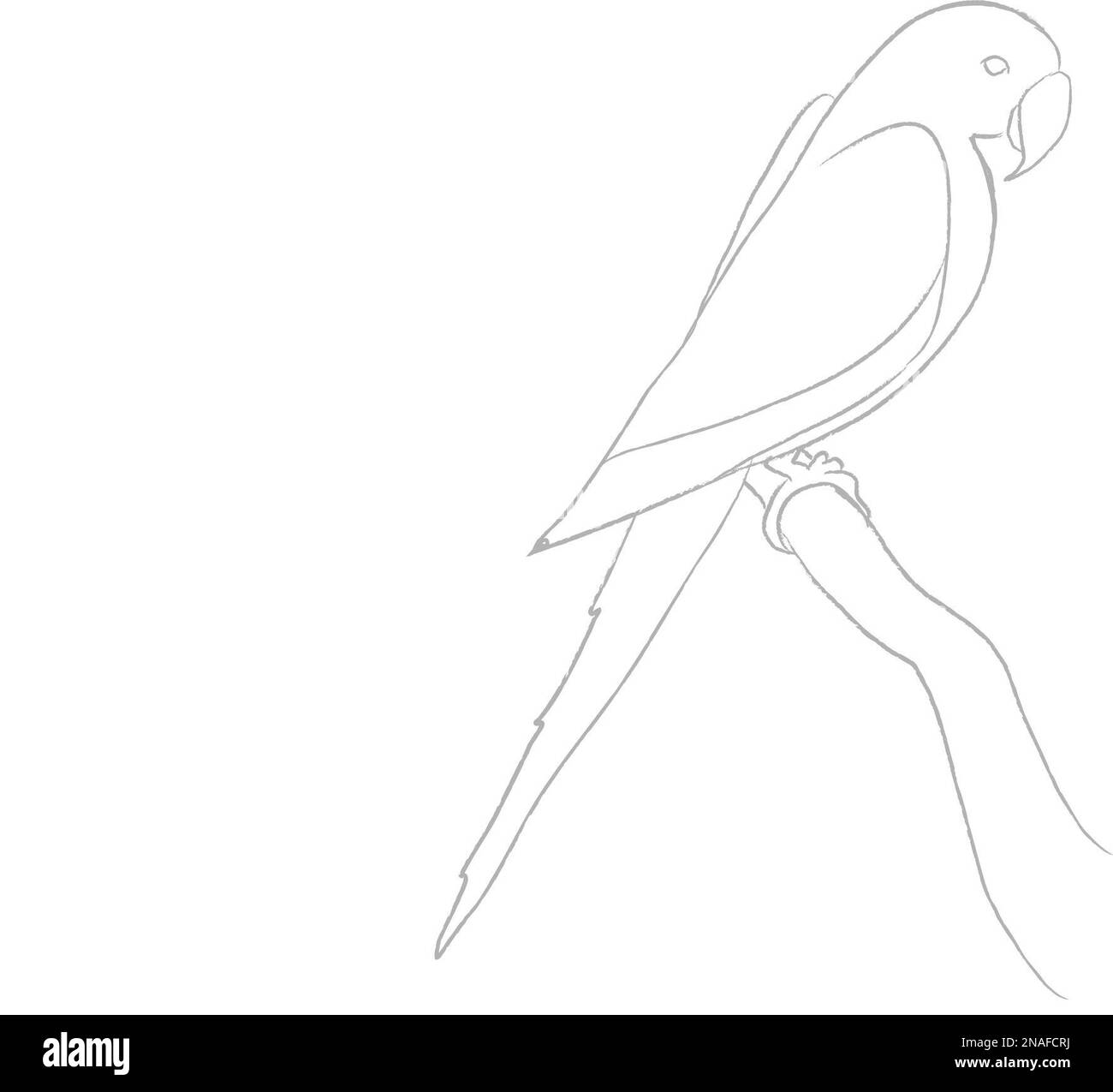 Step 1 how to draw a macaw parrot Stock Photo - Alamy