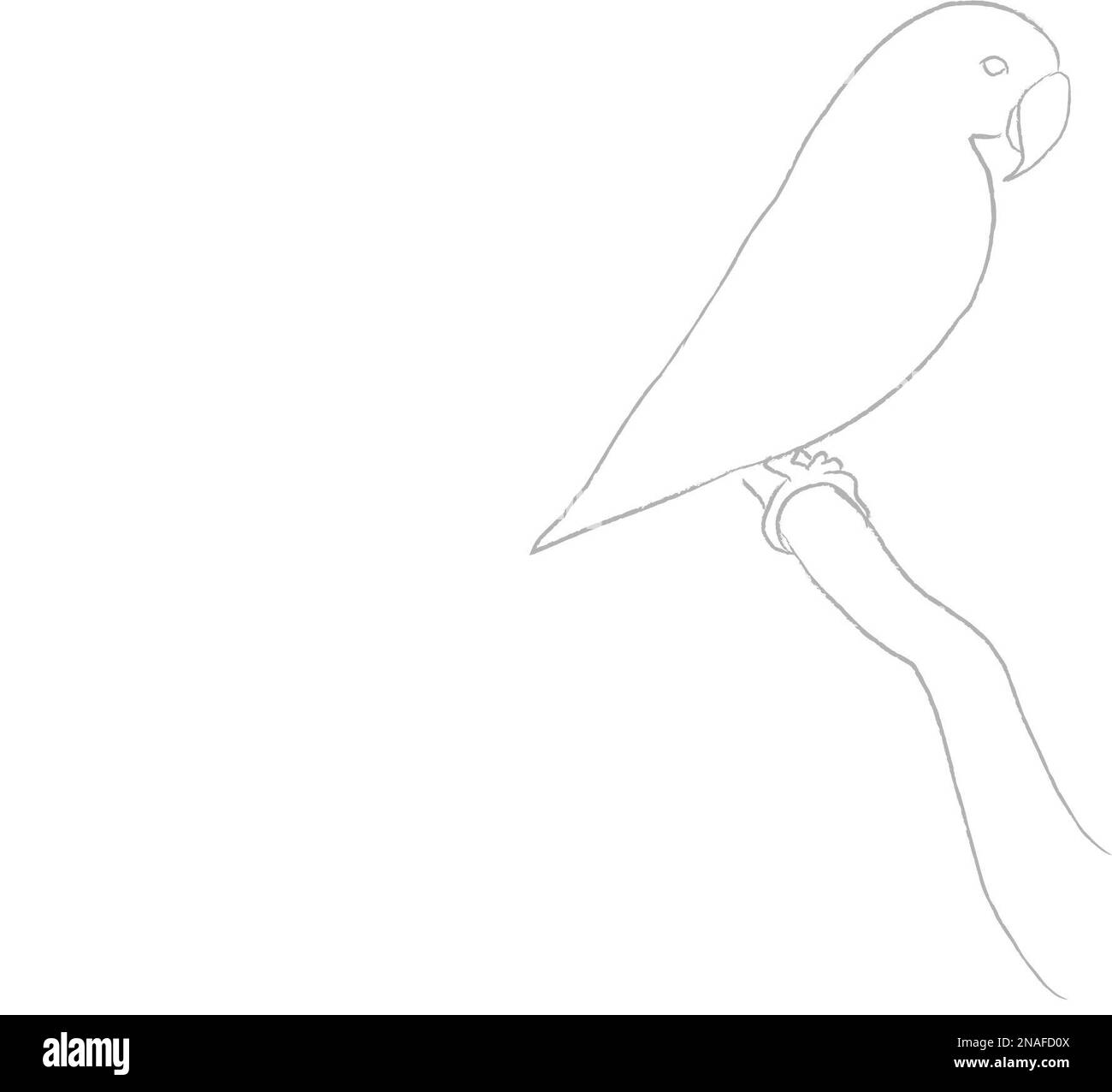 Step 1 how to draw a macaw parrot Stock Photo - Alamy