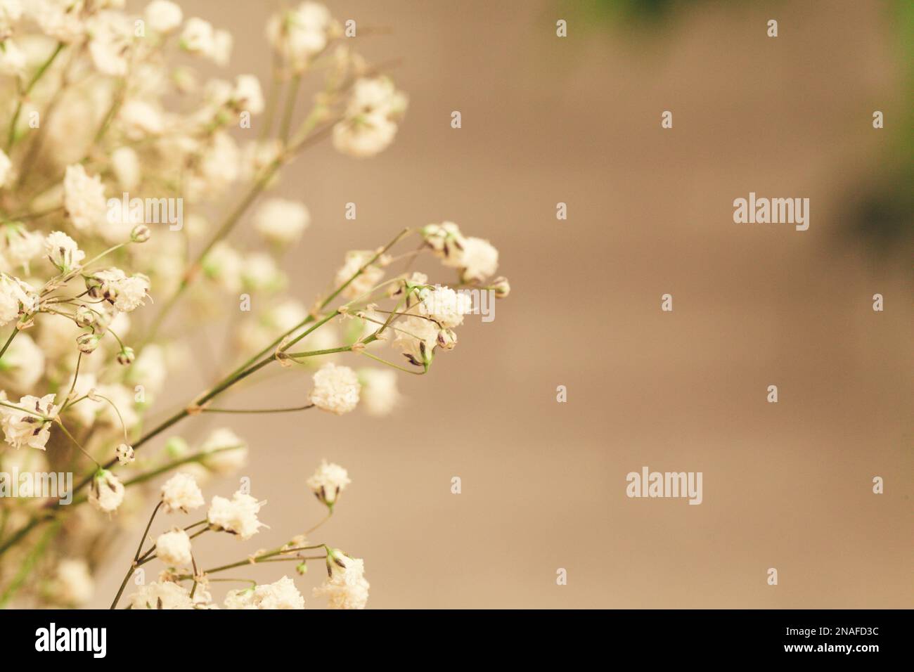 Gypsophila paniculata florist hi-res stock photography and images - Alamy