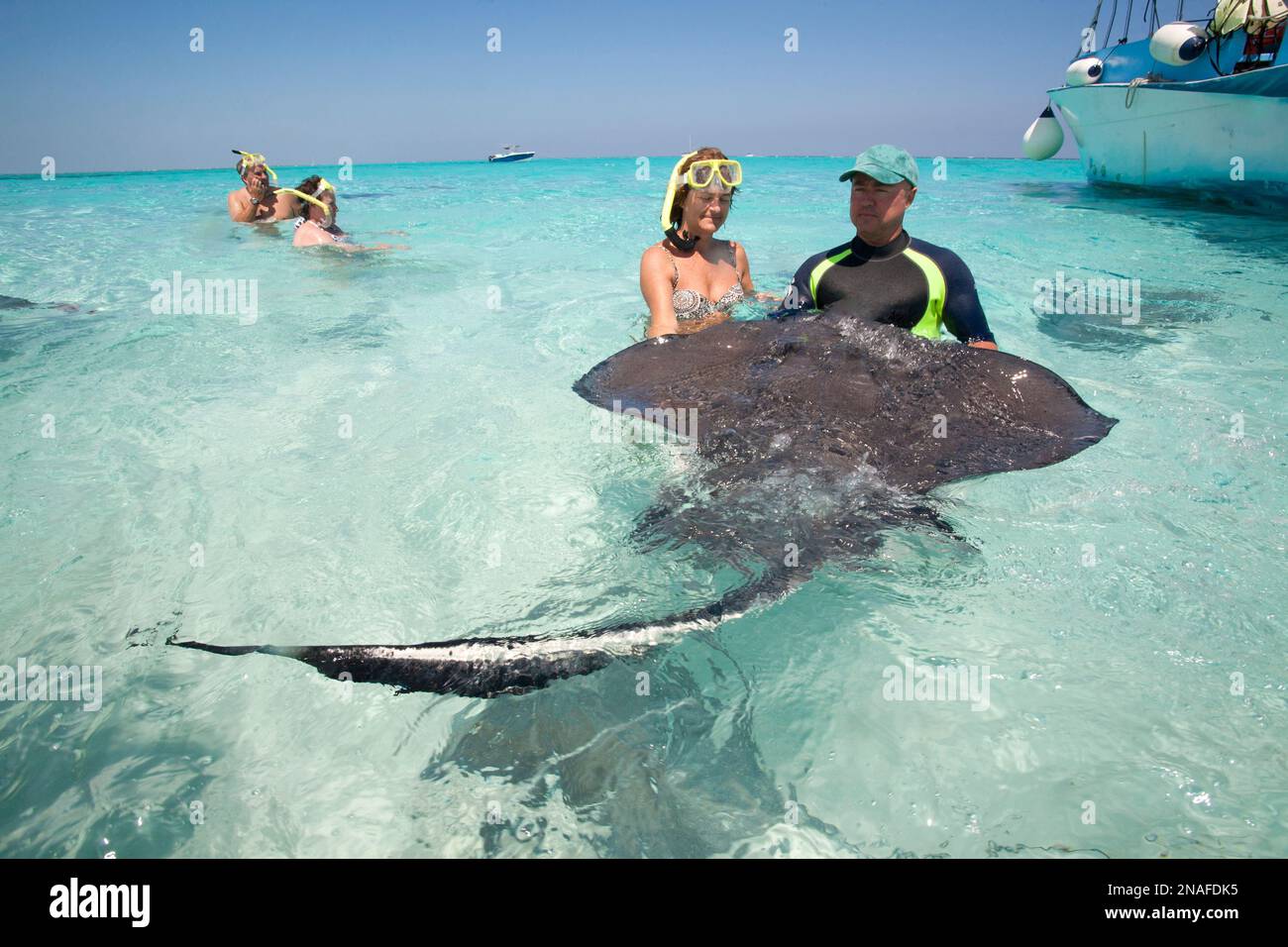 Stingrays head hi-res stock photography and images - Alamy