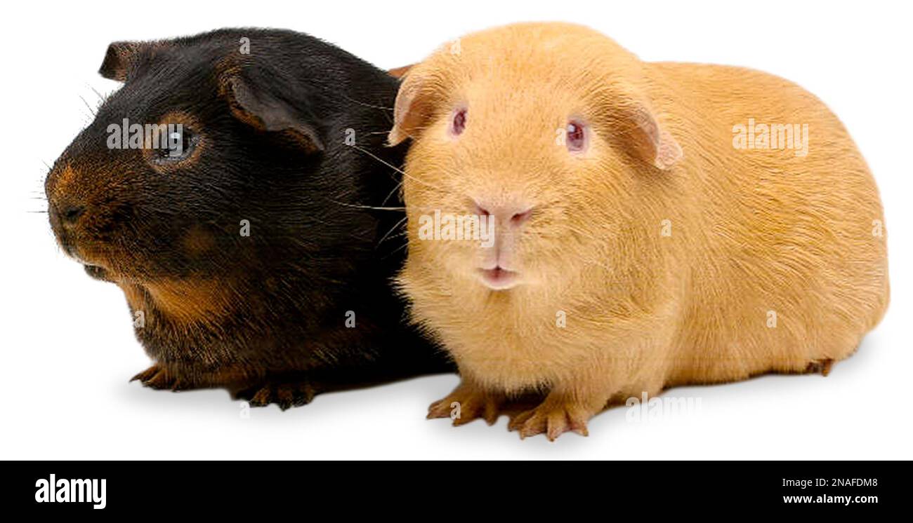 Two guinea pigs, close-up Stock Photo - Alamy