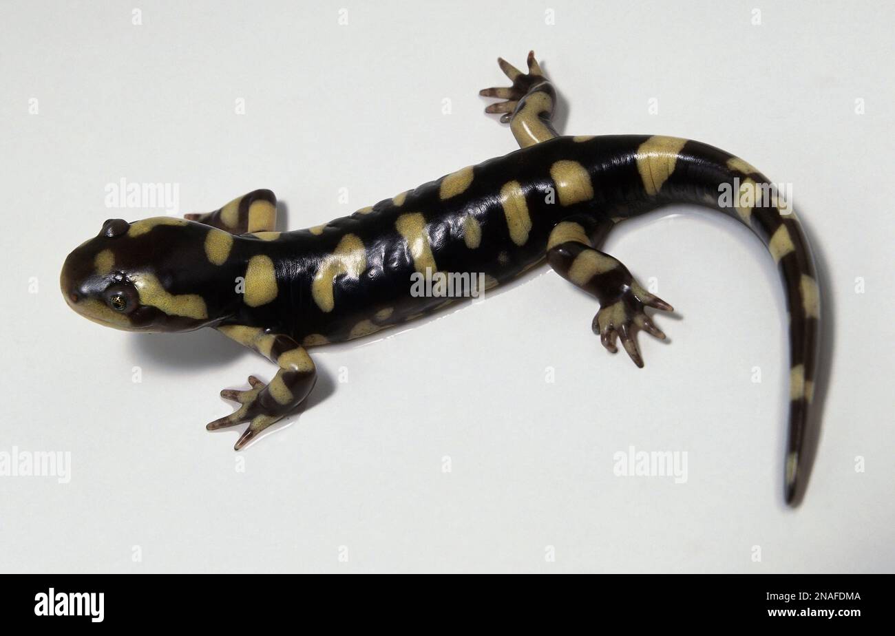 Side view of Tiger Salamander Stock Photo - Alamy