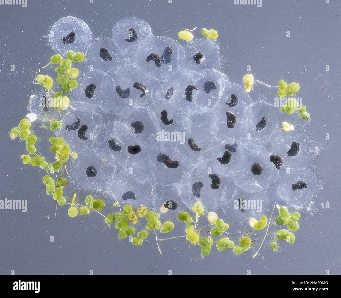 TADPOLES GROWING INSIDE FROGSPAWN, CLUMP OF Stock Photo - Alamy