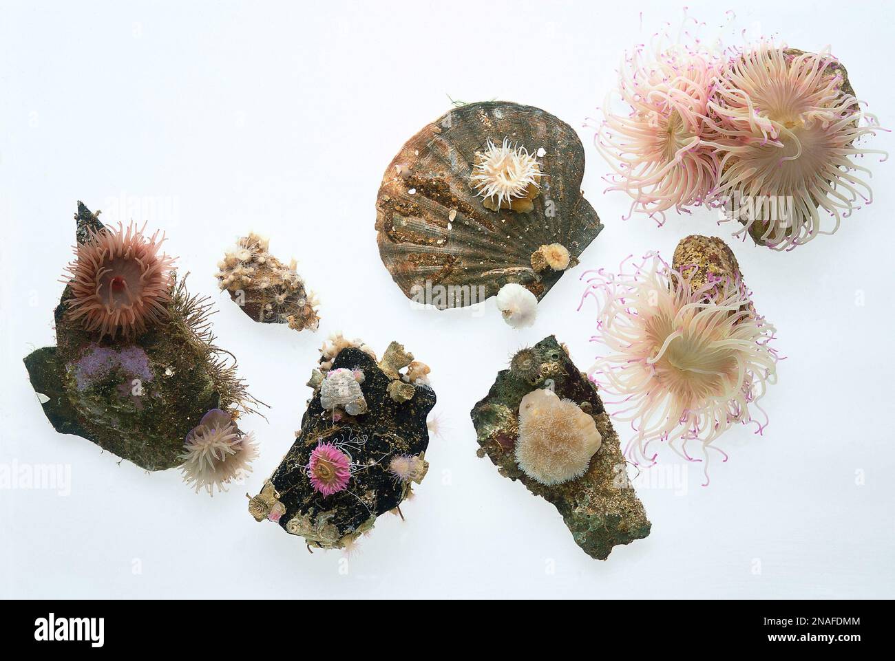 Beadlet Anemones and Calareous Algae attached to rock Stock Photo - Alamy