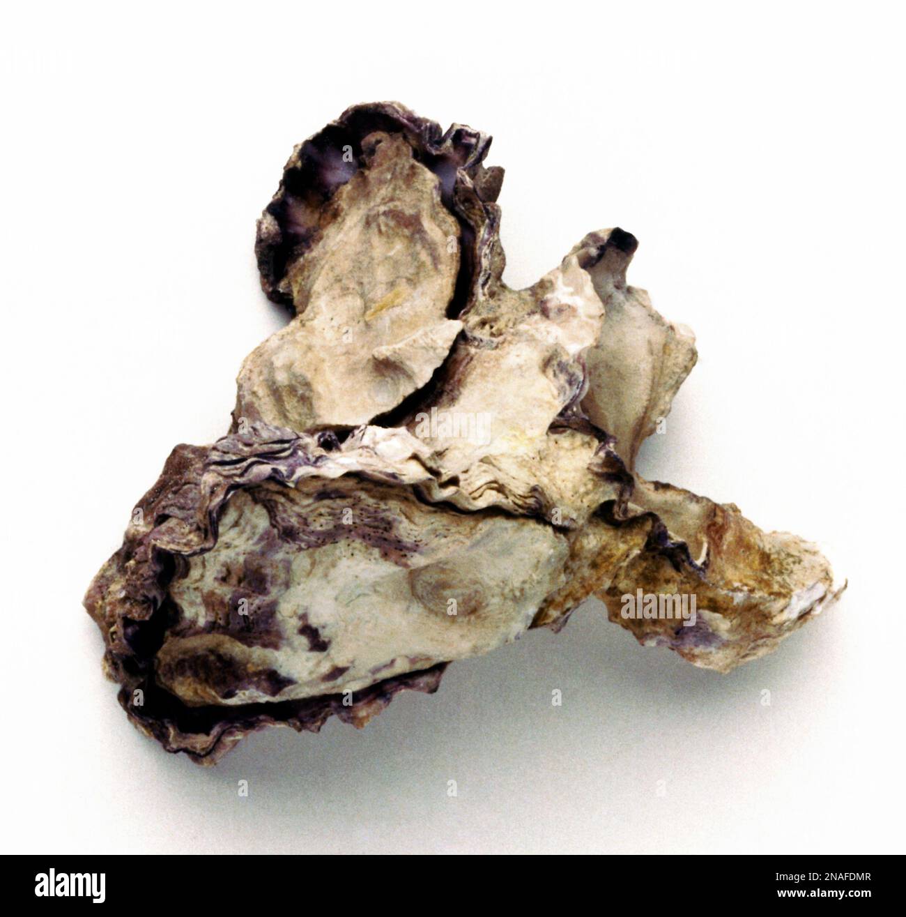 Three Chitons from Indian Ocean Stock Photo - Alamy