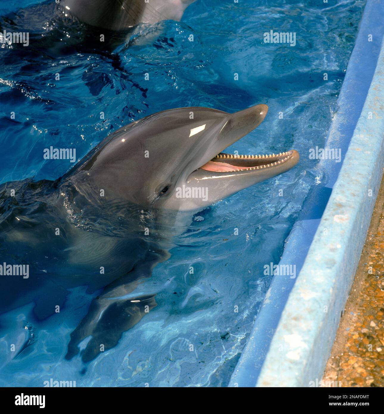 Dolphin with head above water Stock Photo - Alamy