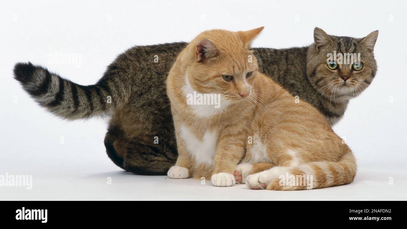 Ginger Tabby and Tabby together Stock Photo - Alamy