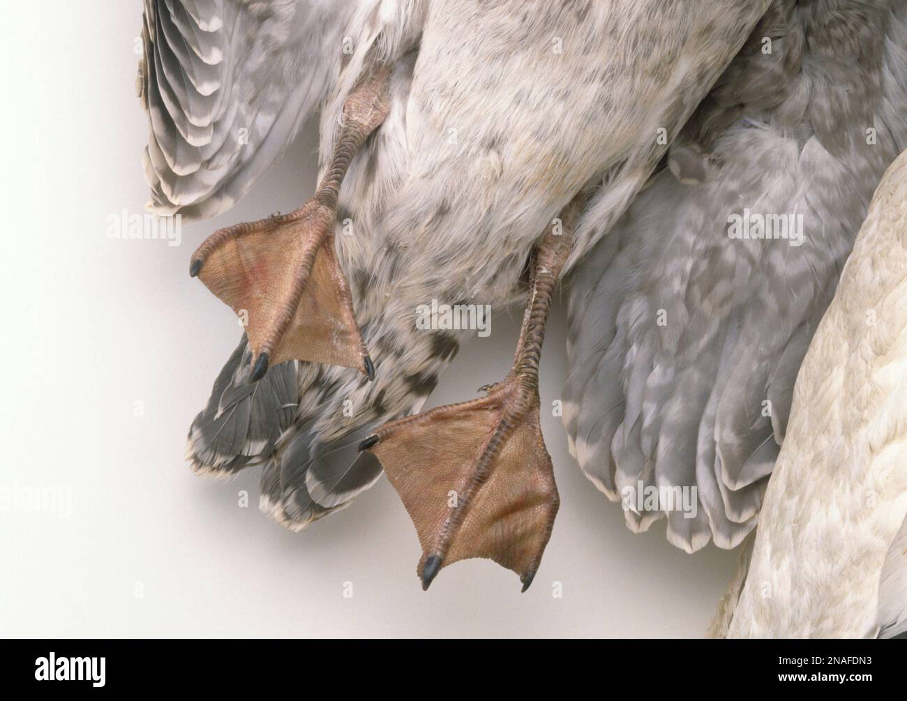 Feet and belly of young Herring Gull Stock Photo - Alamy