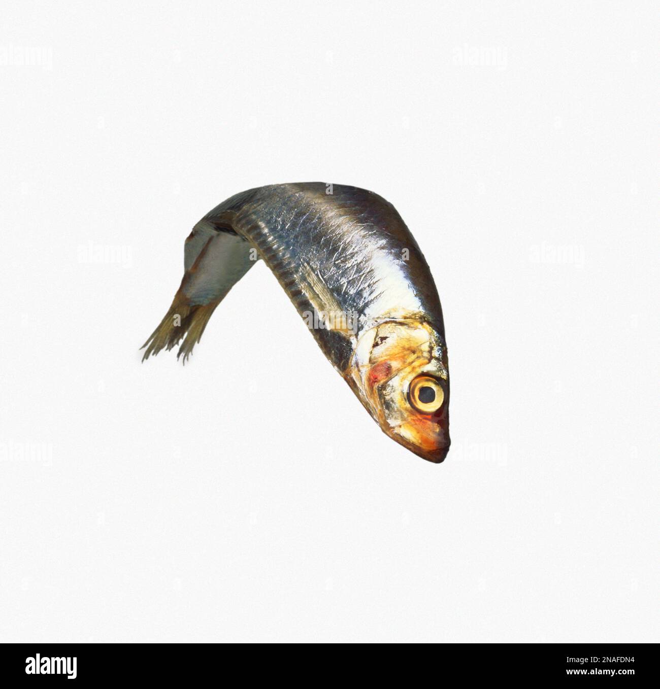 Fish caught in fishing Cut Out Stock Images & Pictures - Alamy