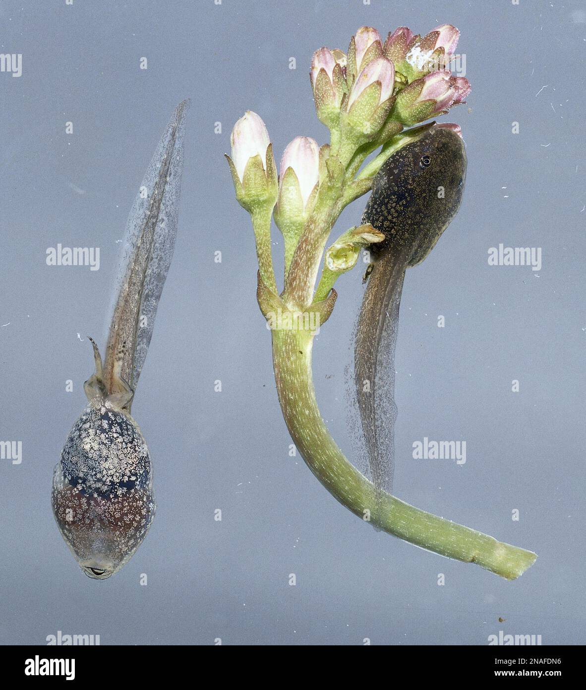 TADPOLE AT SIX WEEKS EATING PLANT, BACK LEGS STARTING TO GROW, MOUTH ...