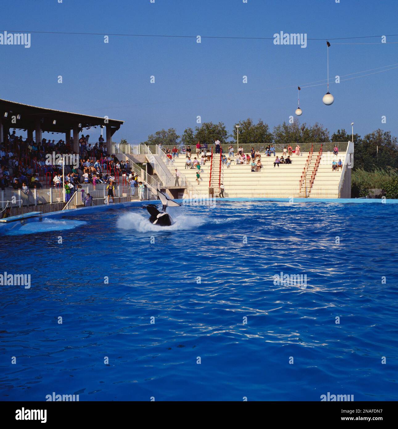 A killer whale breeching (splashing into the water Stock Photo - Alamy