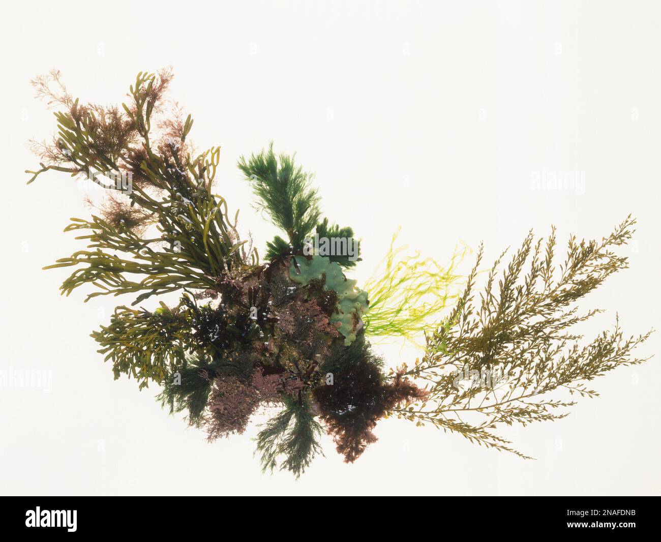 Japanese Sargassum, Enteromorpha,Featherweed, Cladophora, Coralweed ...