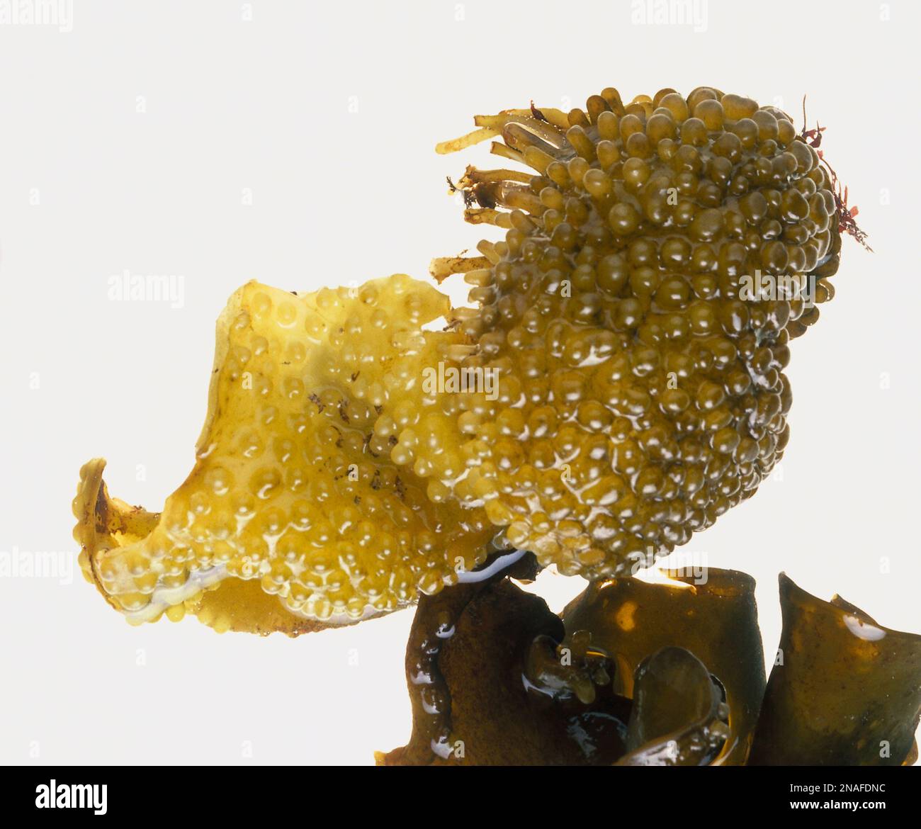 Furbelow hi-res stock photography and images - Alamy