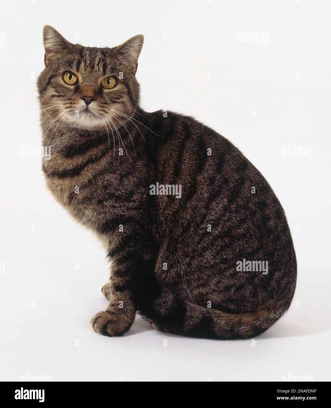 Side-view of Short-haired Tabby Cat Stock Photo - Alamy