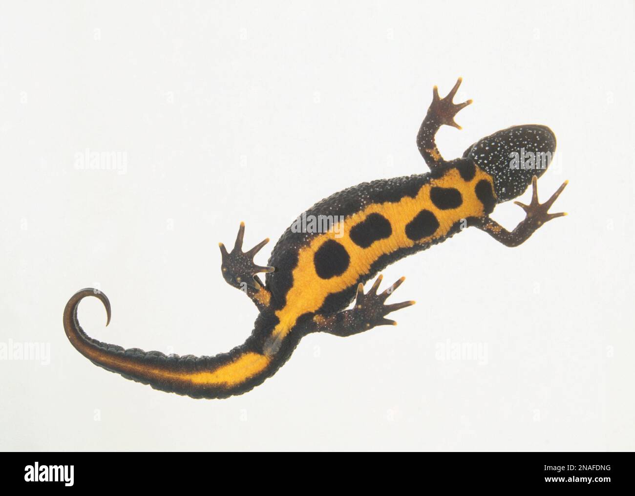 Underside of Italian Crested Newt Stock Photo - Alamy