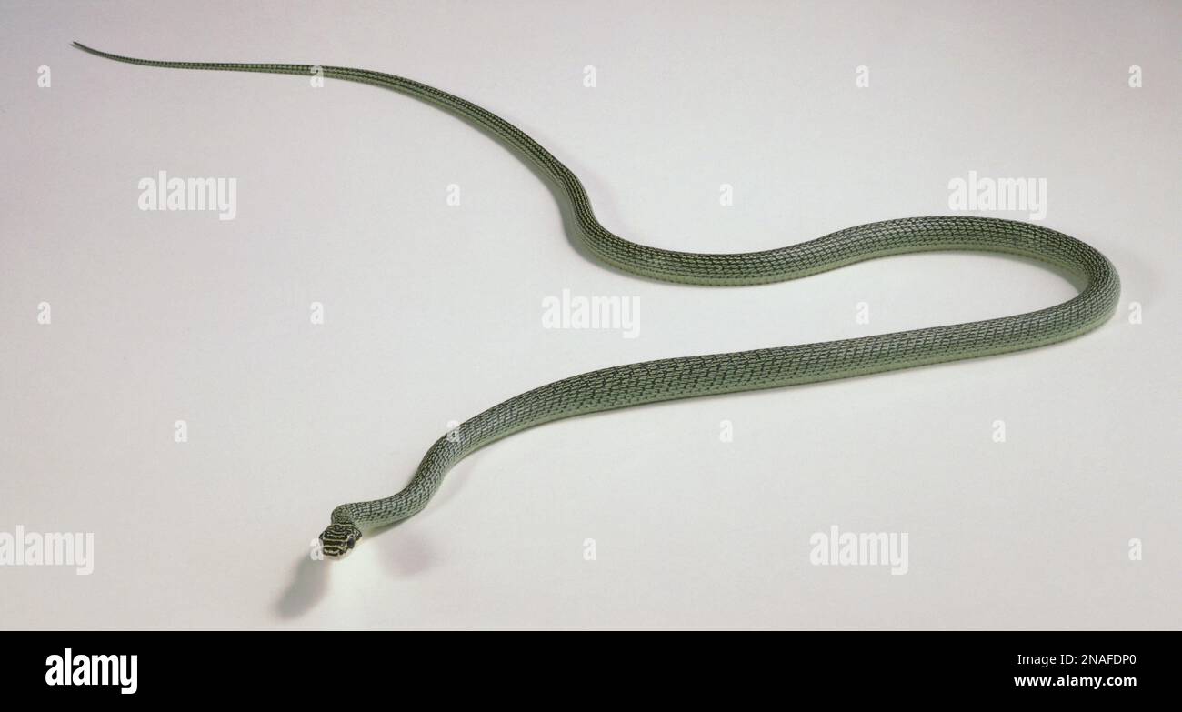 Flying Tree Snake Stock Photo - Alamy