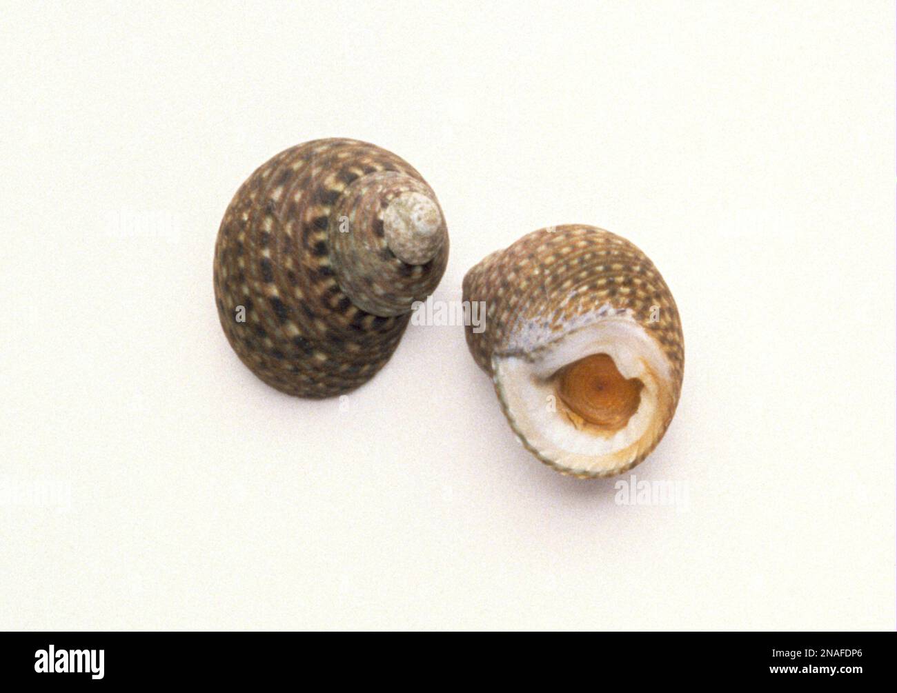 Two Monodonta Topshells Stock Photo - Alamy